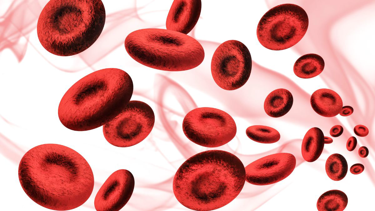 Mengenal Apa Itu Hemoglobin, Kadar Normalnya, dan Fungsinya Pada Tubuh ...